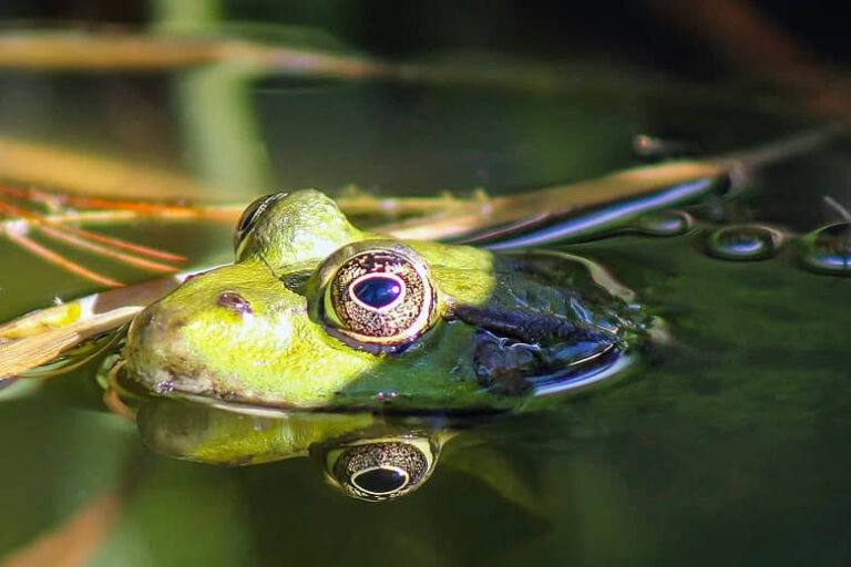 20 Examples of Fauna