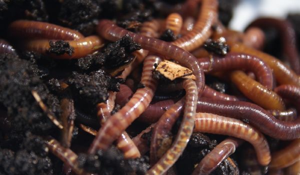 10 Examples of Worms